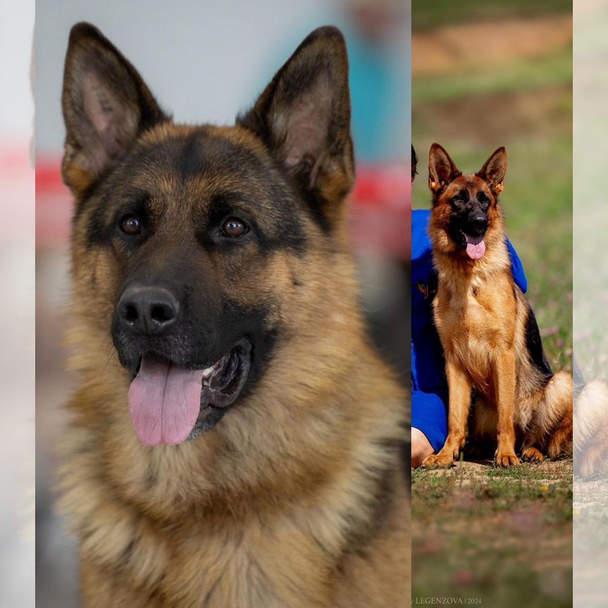 Немецкая овчарка, щенок