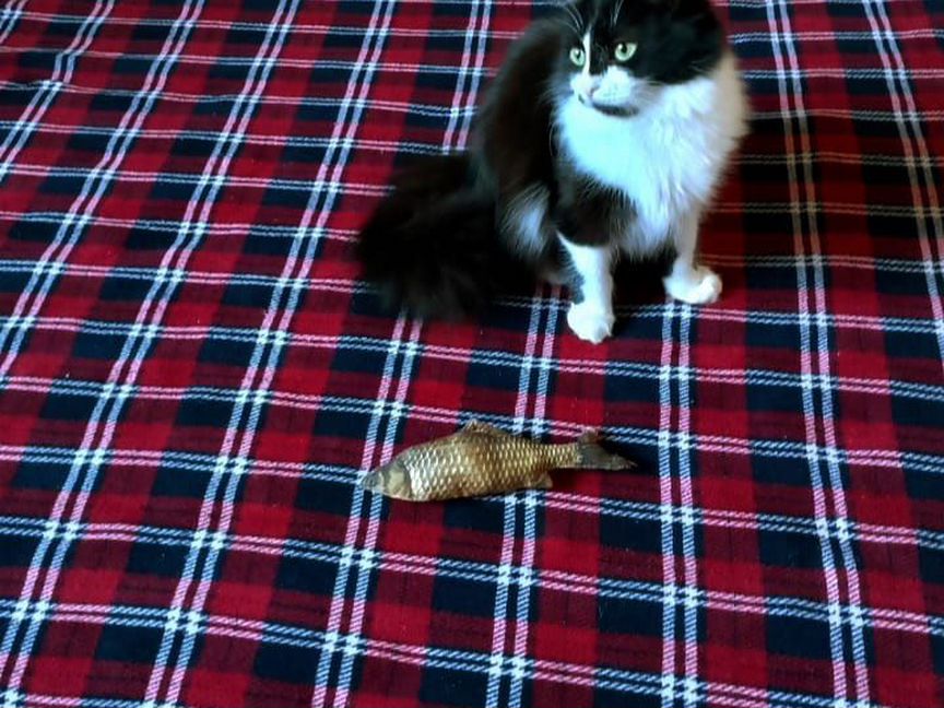 Породистый котенок