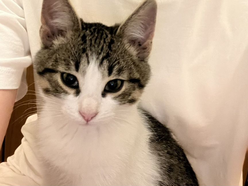 Котёнок Вжик ищет семью