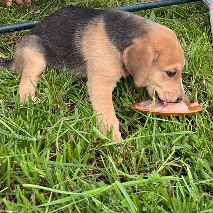 Щенок русской гончей