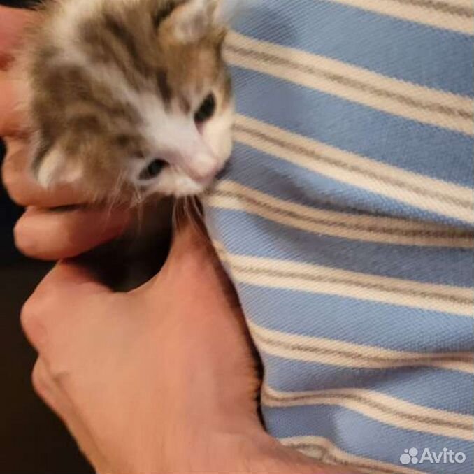 Котенок ищет домик