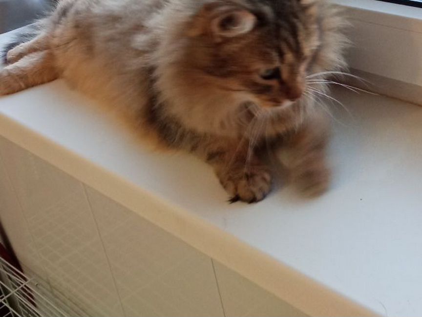 Котик Кузя в семью