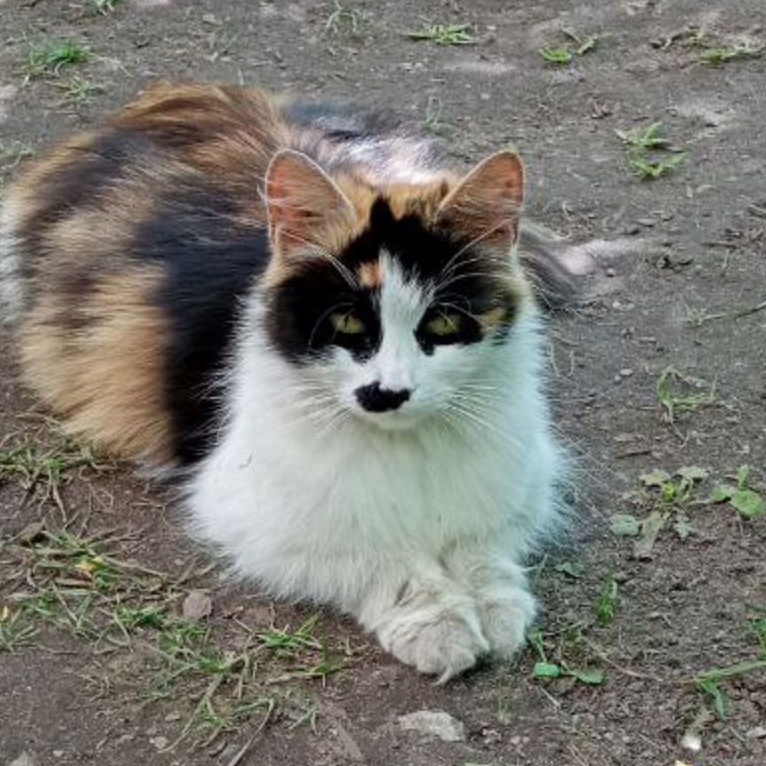 Кошечка Плюшка