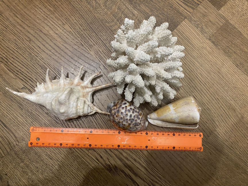 Раковины и коралл