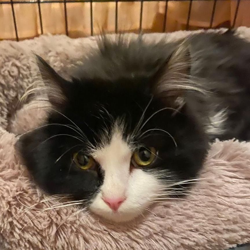 Кошечка скиталась на морозе