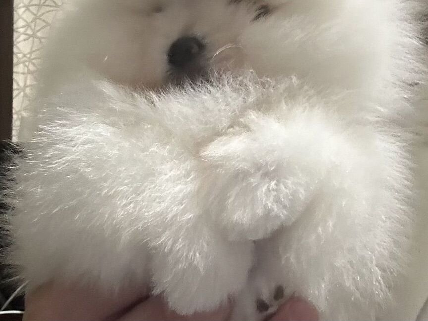 Померанский шпиц минимишка