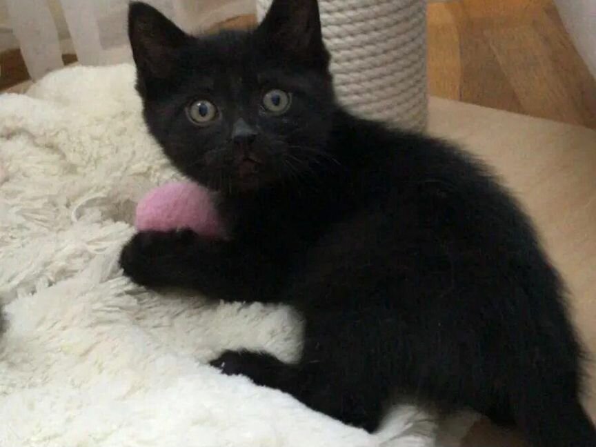 Изящная котёнок девочка в добрые руки