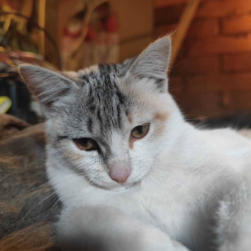 Котенок девочка котейка девочка