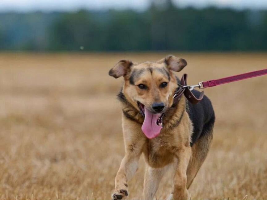 Собака в добрые руки