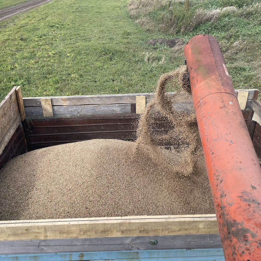 Зерно пшеница