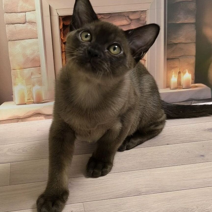 Мальчик соболиного окраса