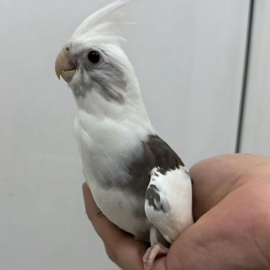 Попугай Корелла безщекая