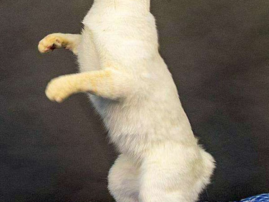 Ищем добрые ручки