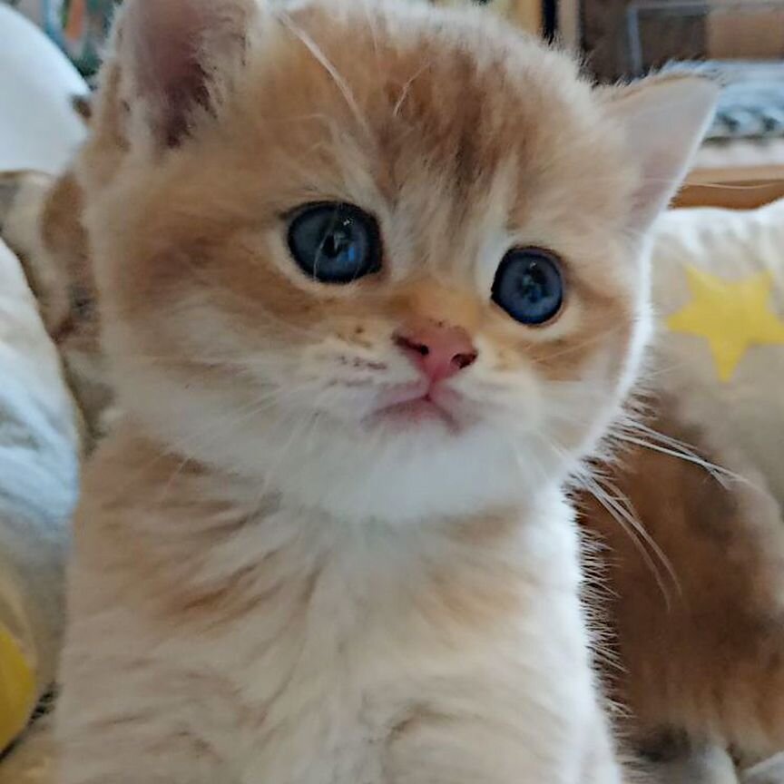 Британские котята золотой шиншиллы