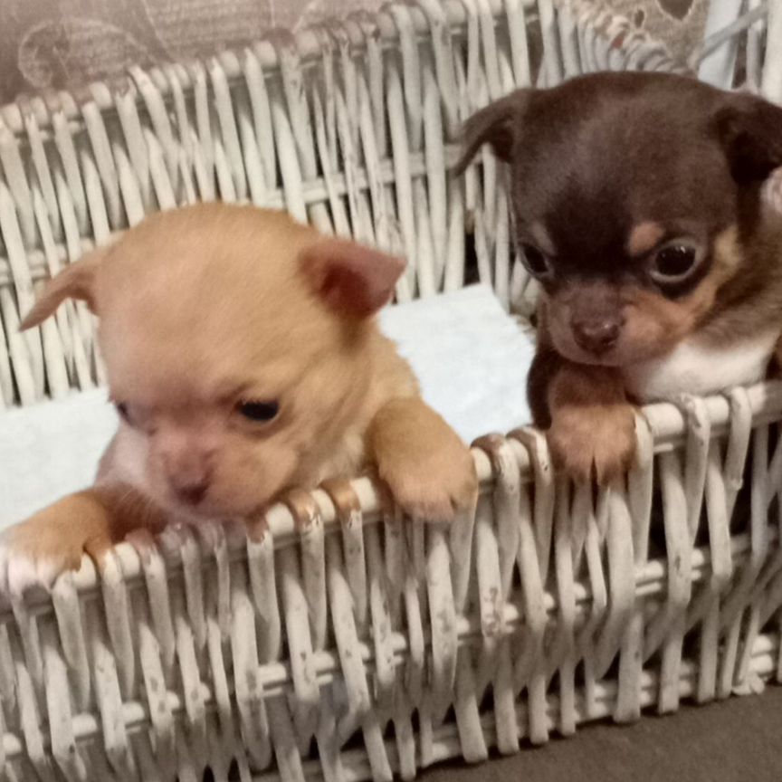 Чихуахуа, щенок