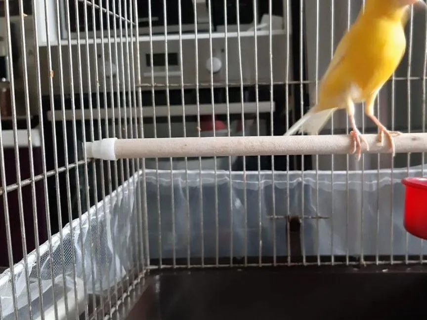Кенарь