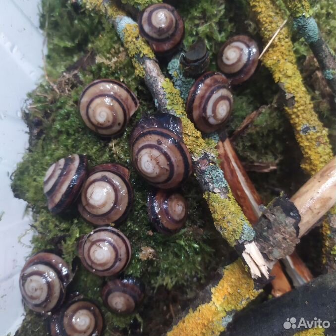 Улитки караколусы бесплатно