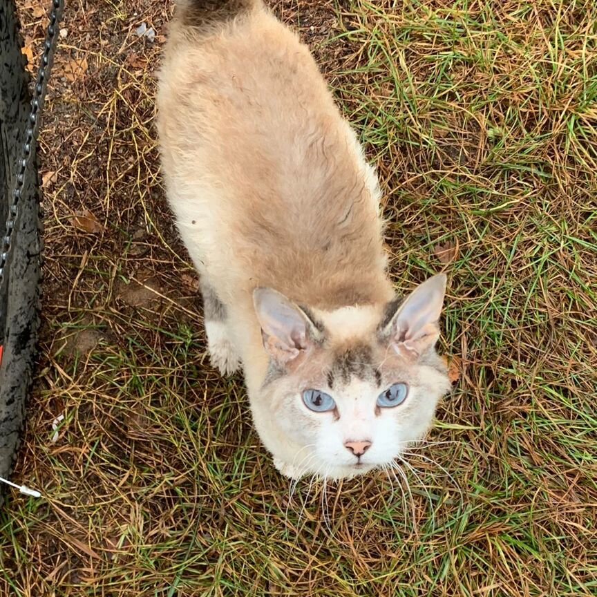 Тайскую кошку погубят алкаши