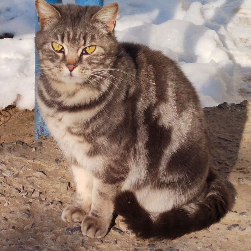 Кошечка