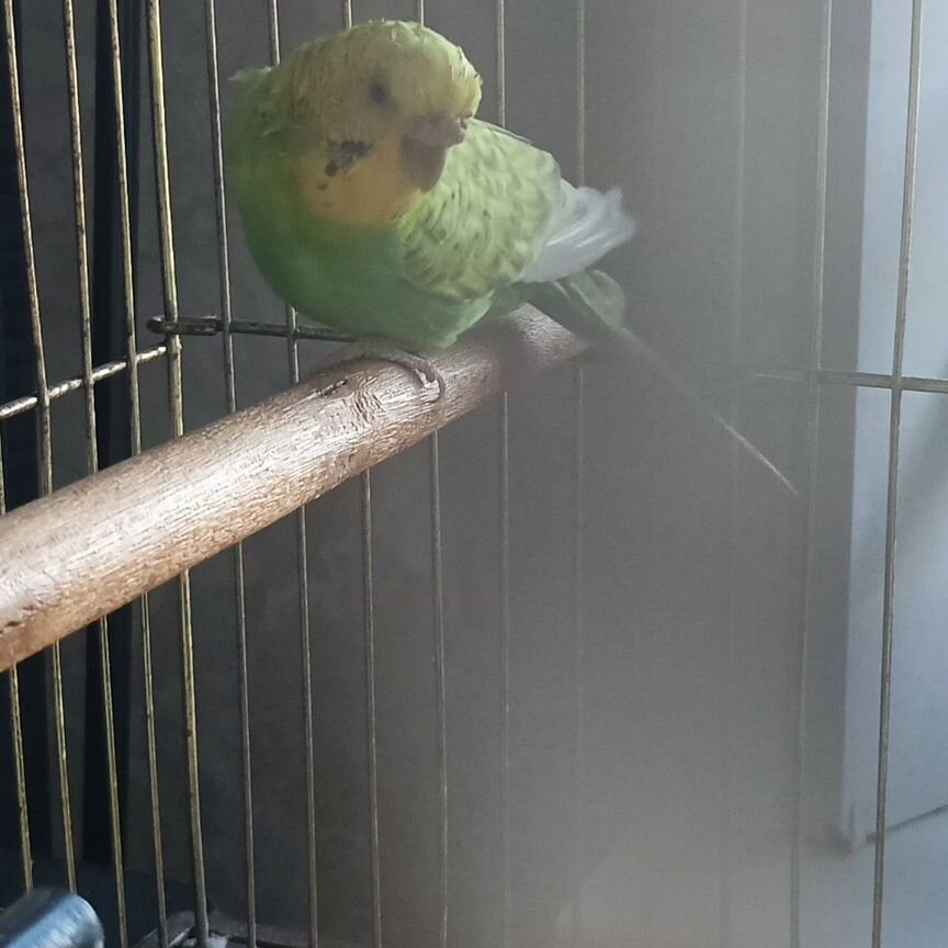 Волнистый попугай