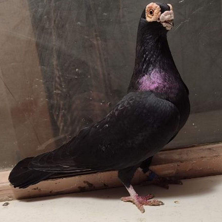 Продажа голубей. Статные. Немецкий выставочный