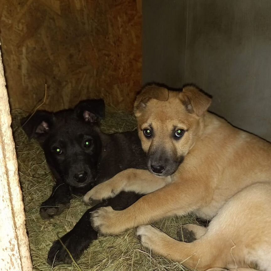 Щенки ищут родителей