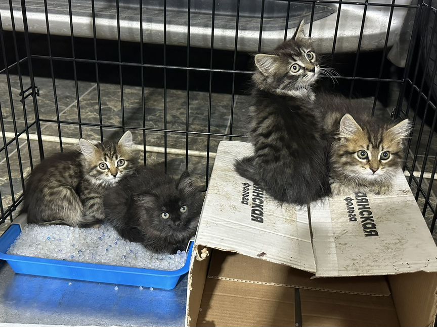 4 котенка ищут дом