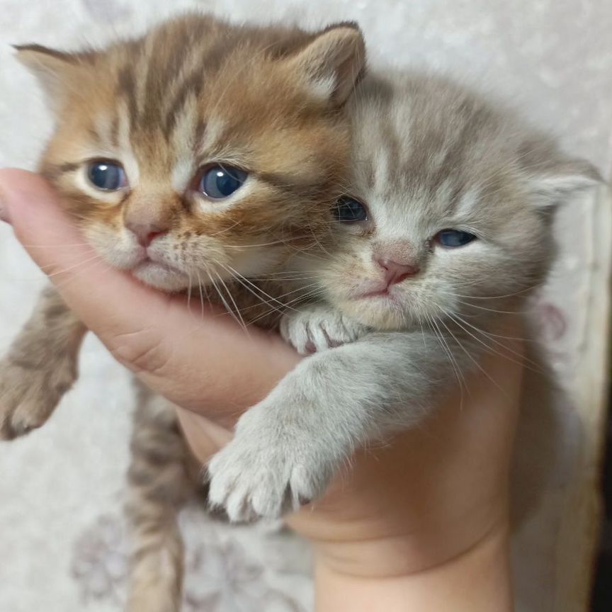 Шотландские котята
