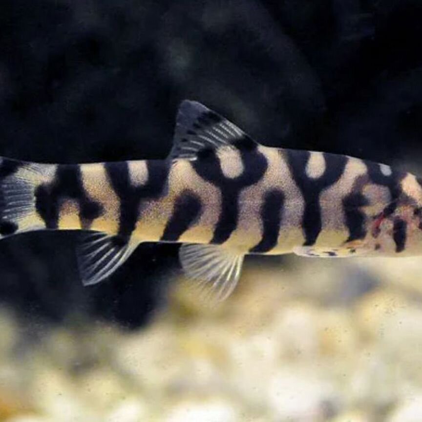 Боция мраморная