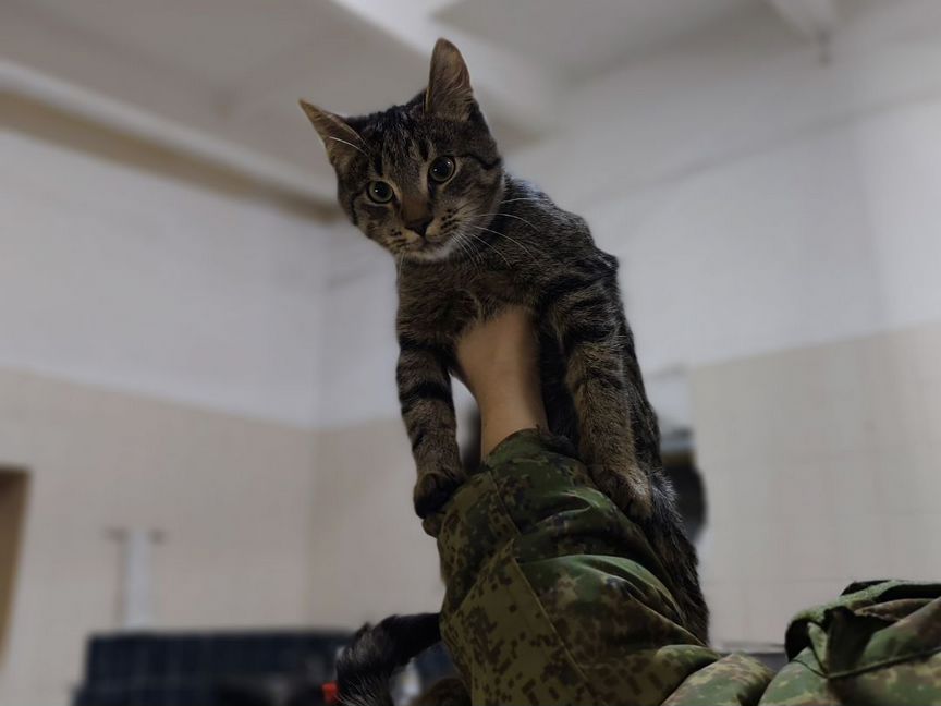 Котёнок в добрые руки