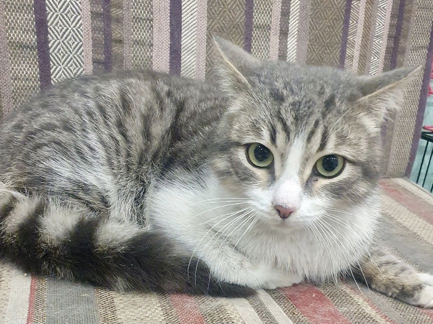 Котик хочет быть счастливым