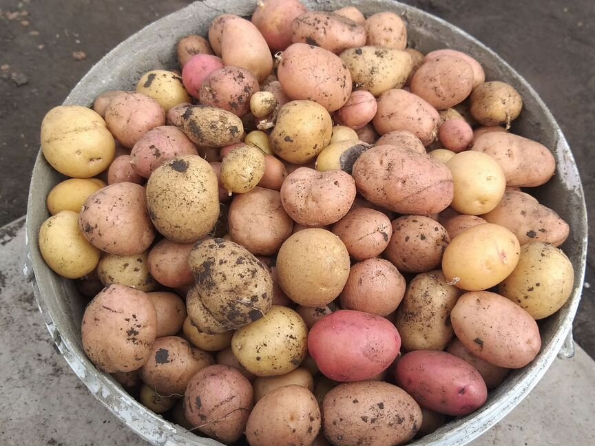 Мелкая картошка