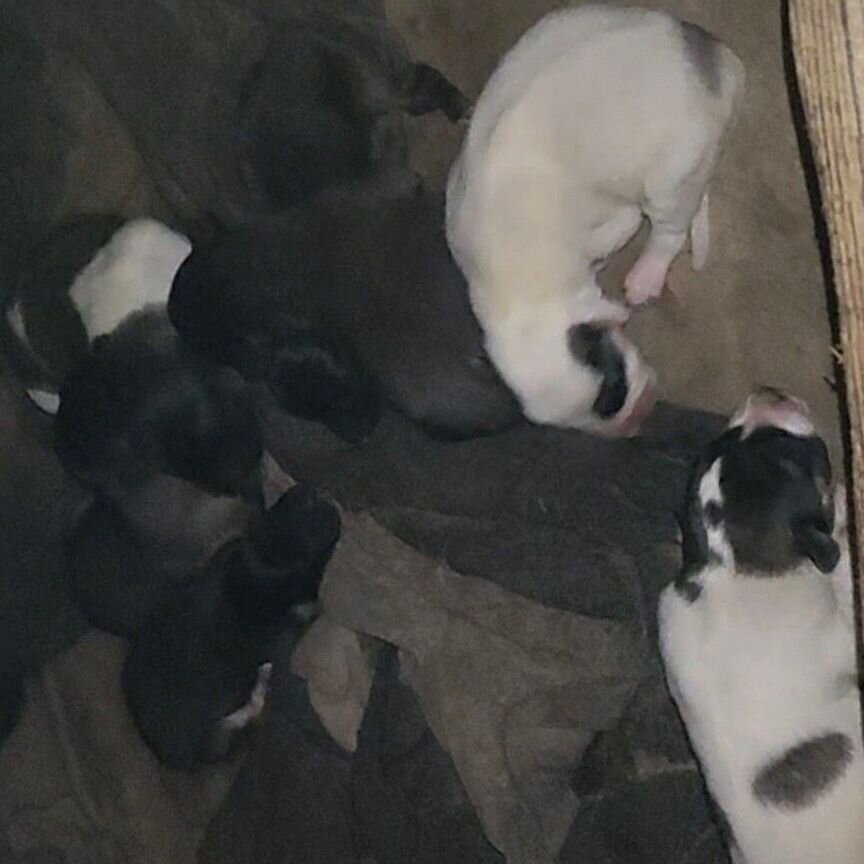 Кутята в добрые руки