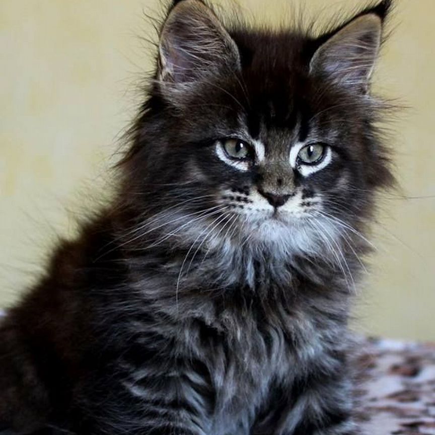 Котята мейн-кун