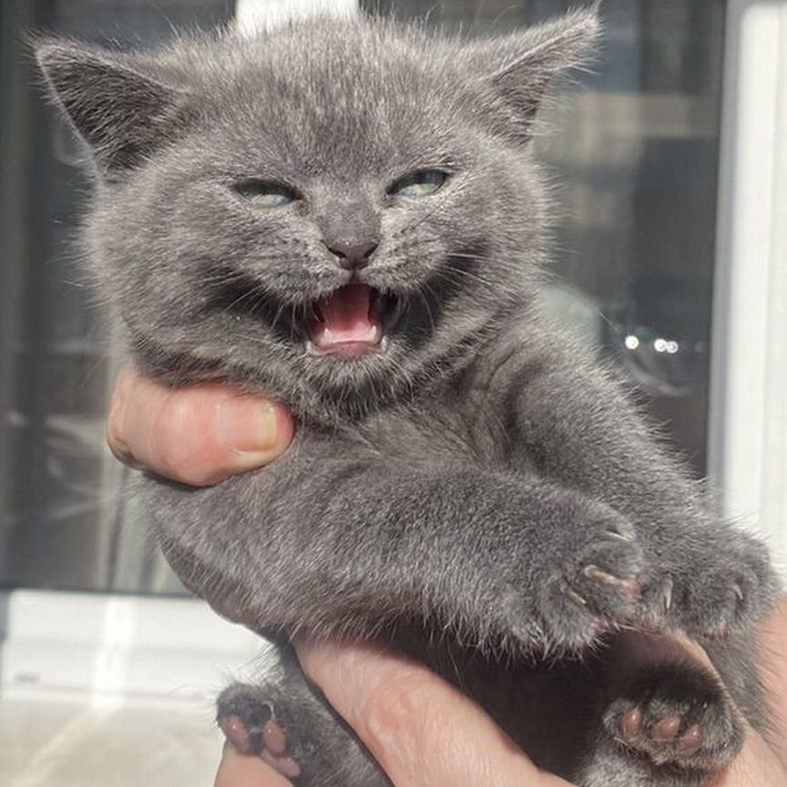 Котята шотландцы прямоухие