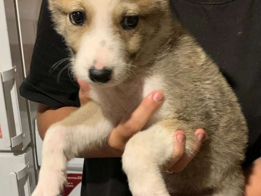 Щенок в добрые руки