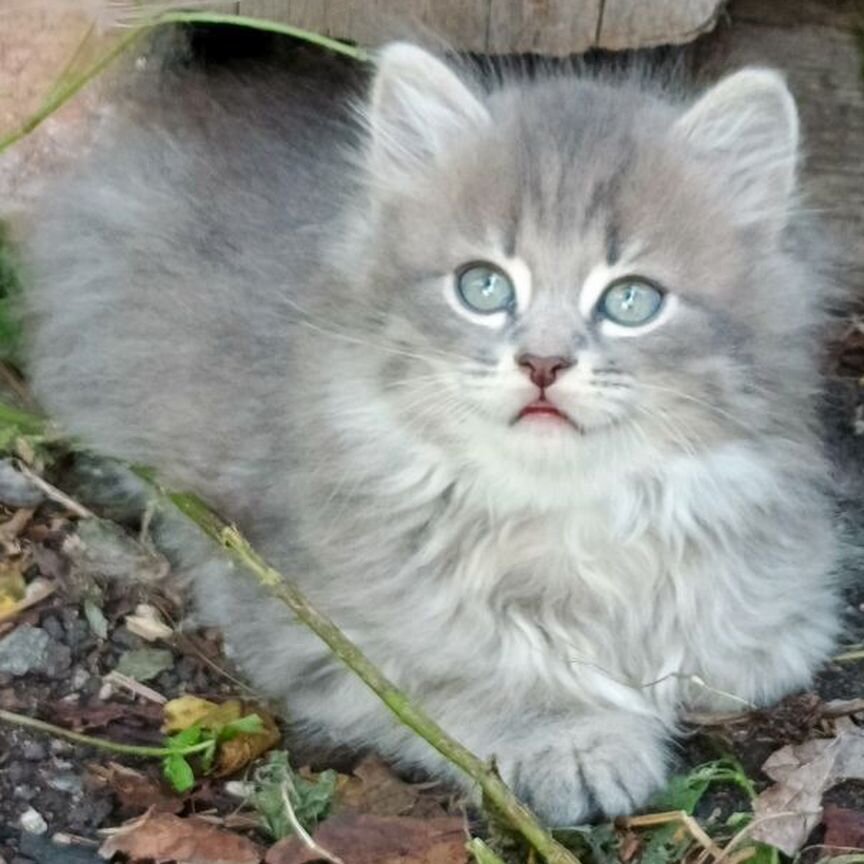 Отдам в добрые руки котят