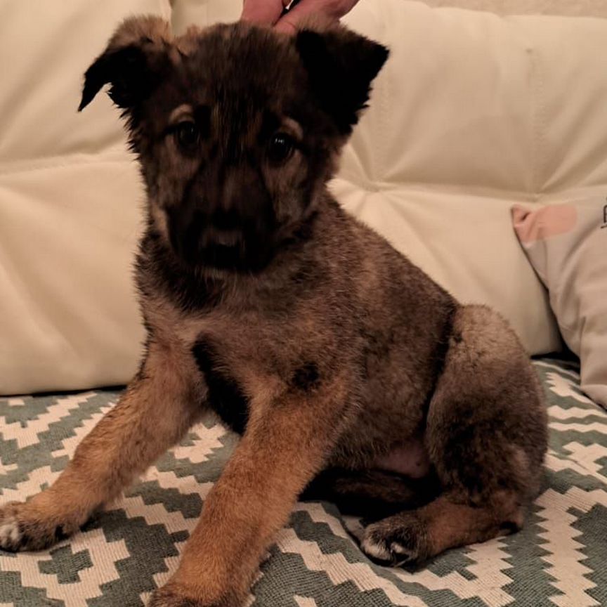 Щенок в добрые руки