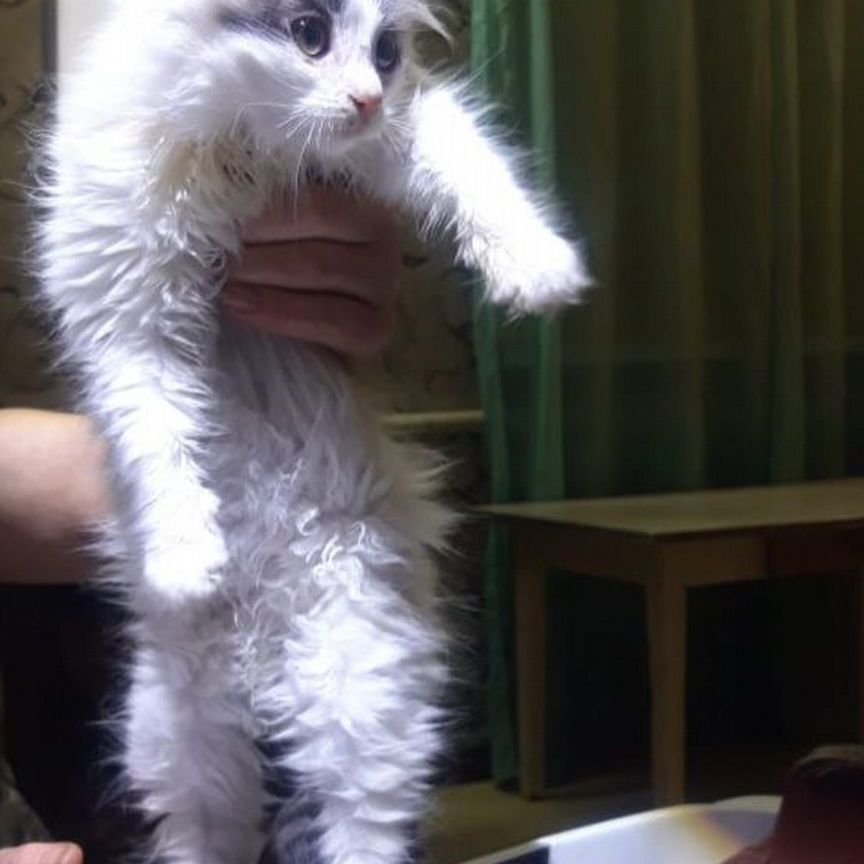 Котята в добрые руки бесплатно мальчик