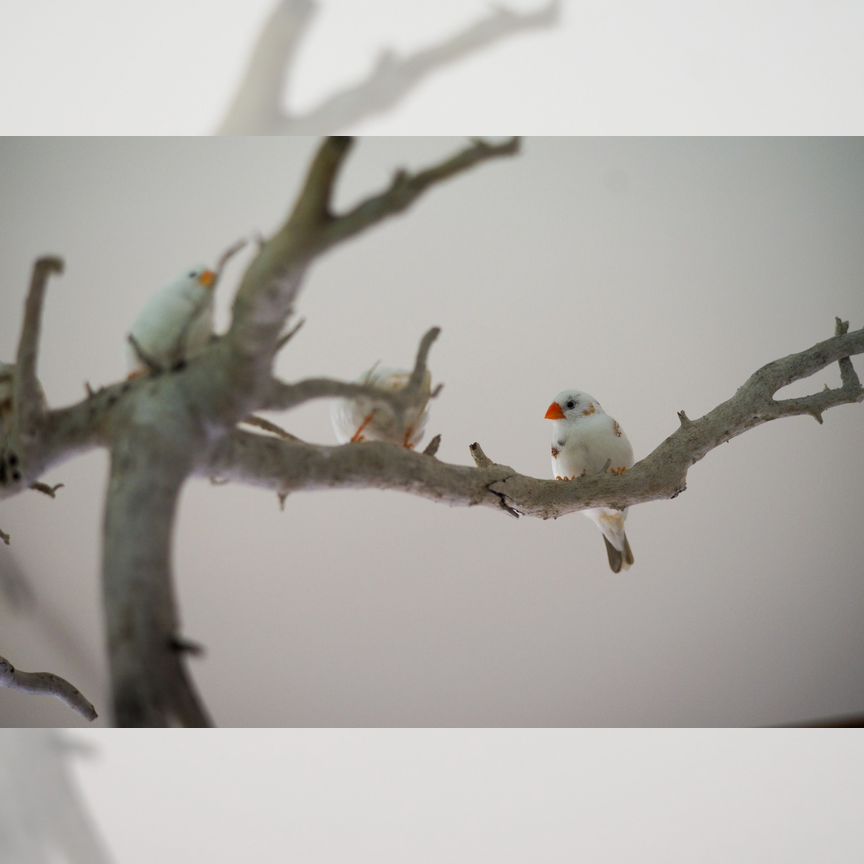 Зебровые амадины