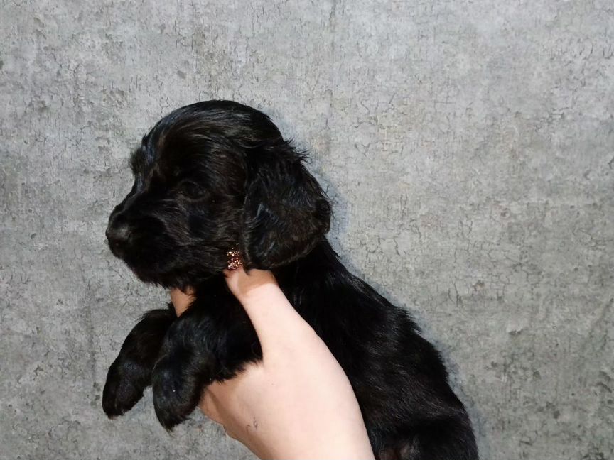 Английский кокер Спаниель