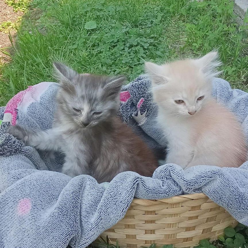 Котята в добрые руки