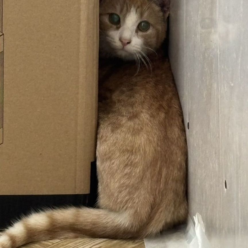 Денежный котик в добрые руки