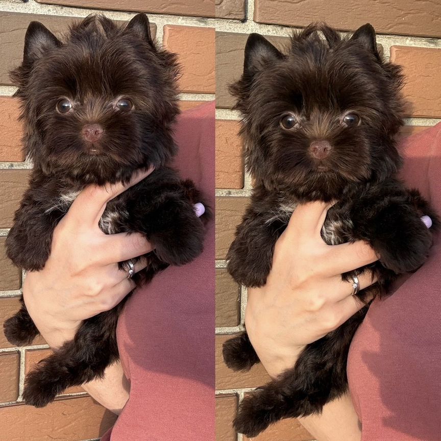 Йоркширский терьер, щенок