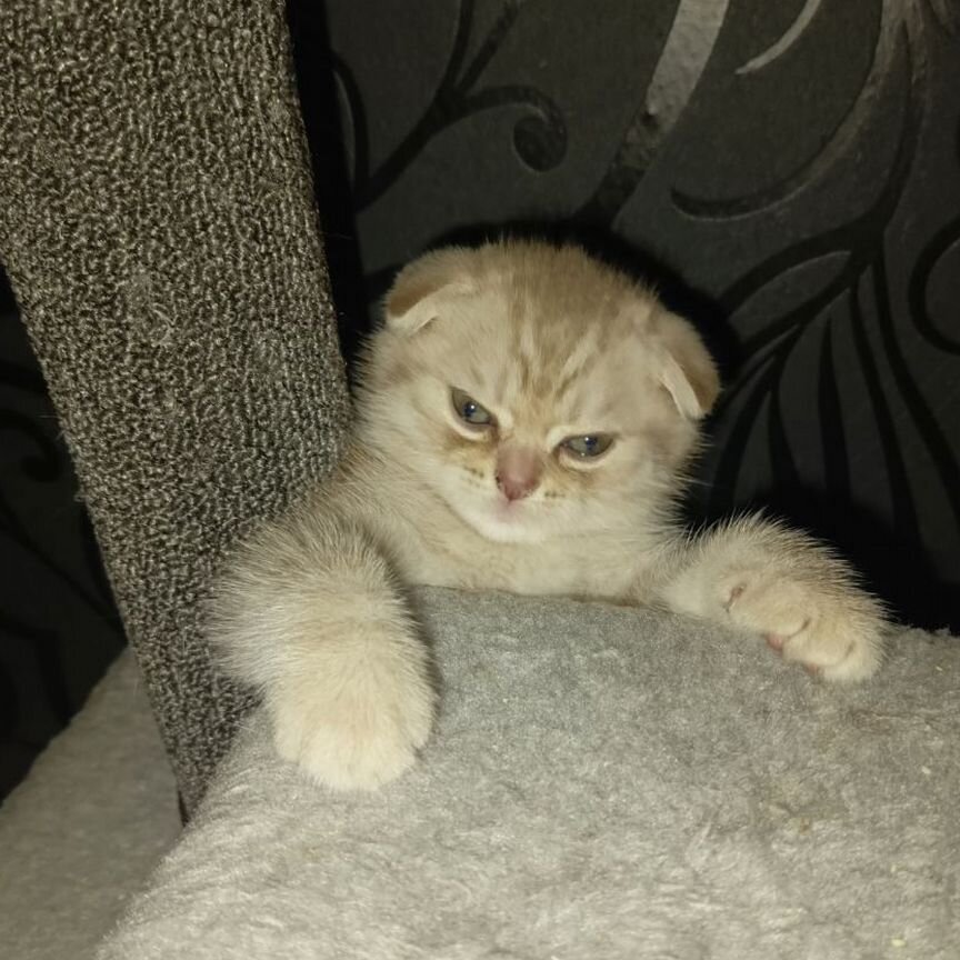 Шотландские вислоушки