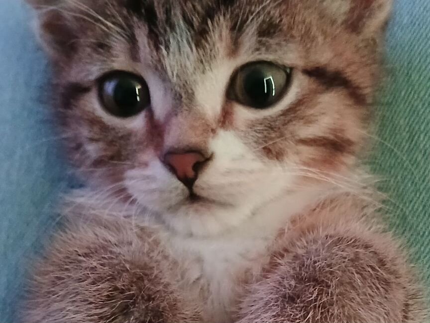 Потерялся котёнок, маленький. В 31 общаге