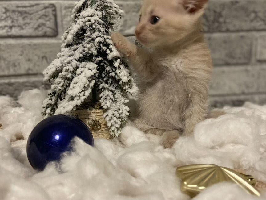 Котенок мальчик Пунш