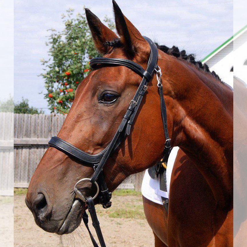 Уздечка для лошади full