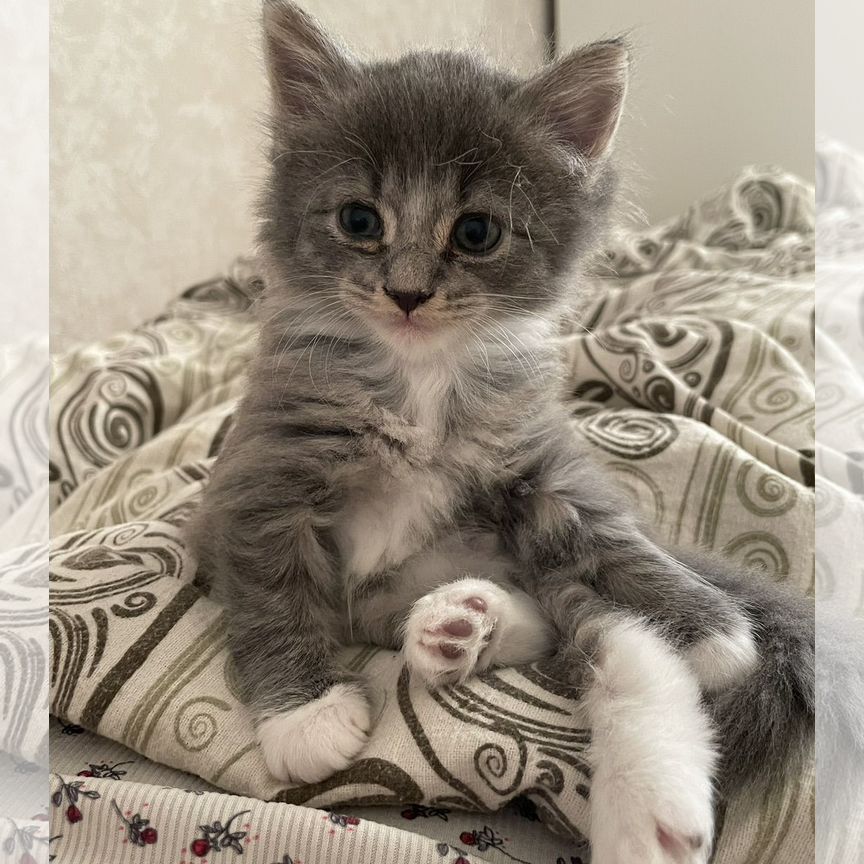 Котёнок в добрые руки