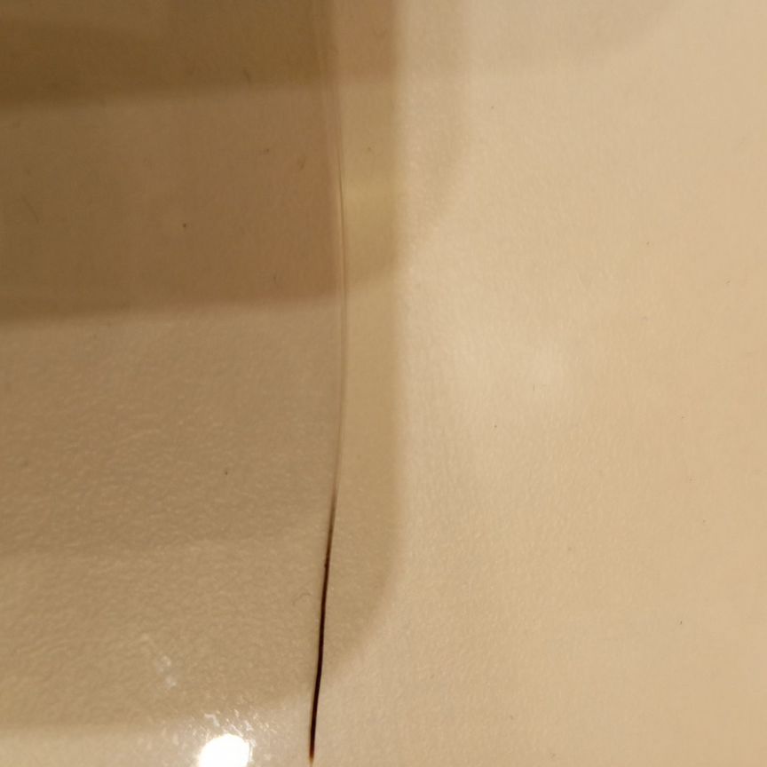 Шотландская вислоухая короткошёрстная, взрослая кошка